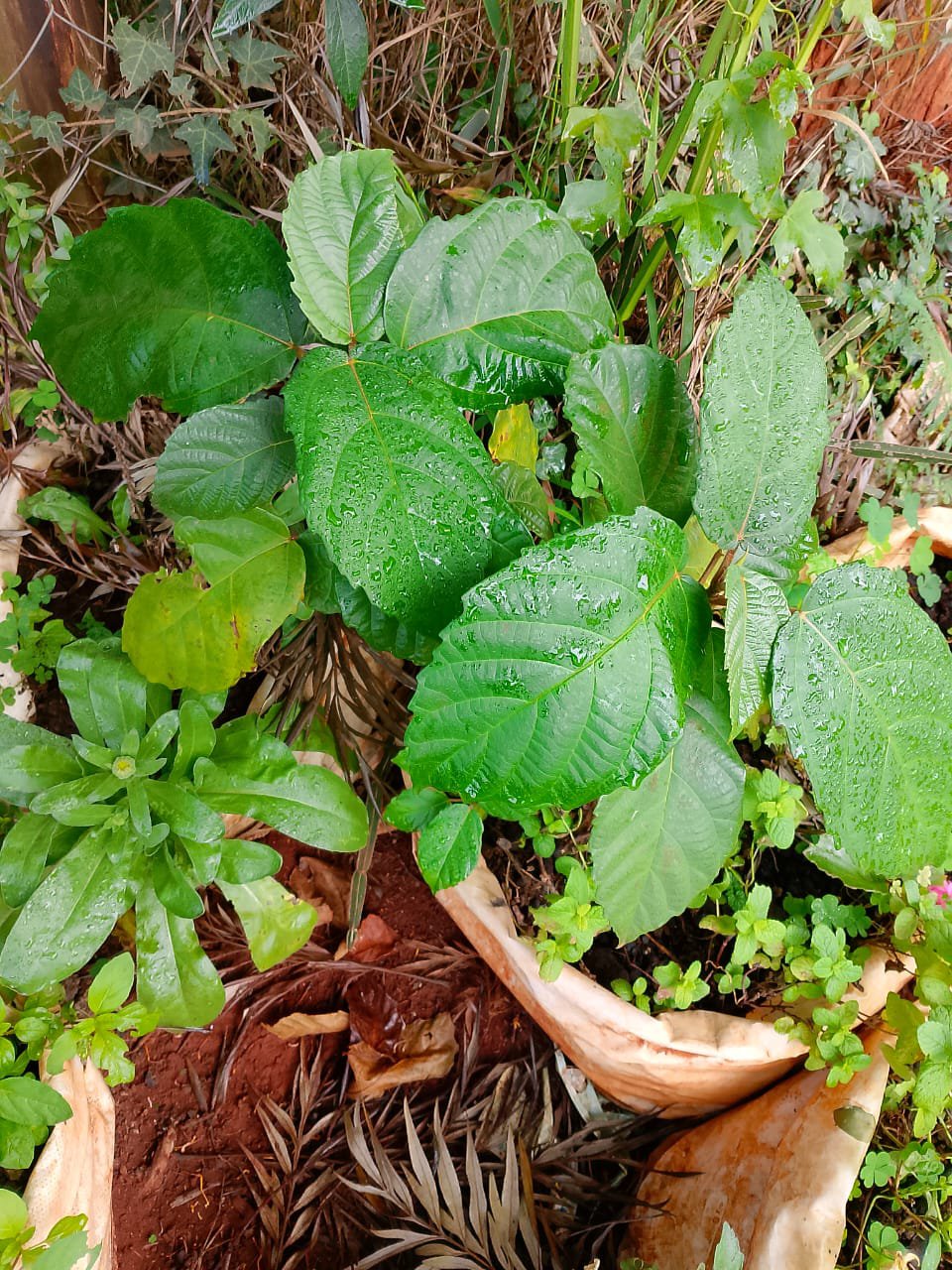 Mukuyu tree seedling – U ORGANICS KENYA