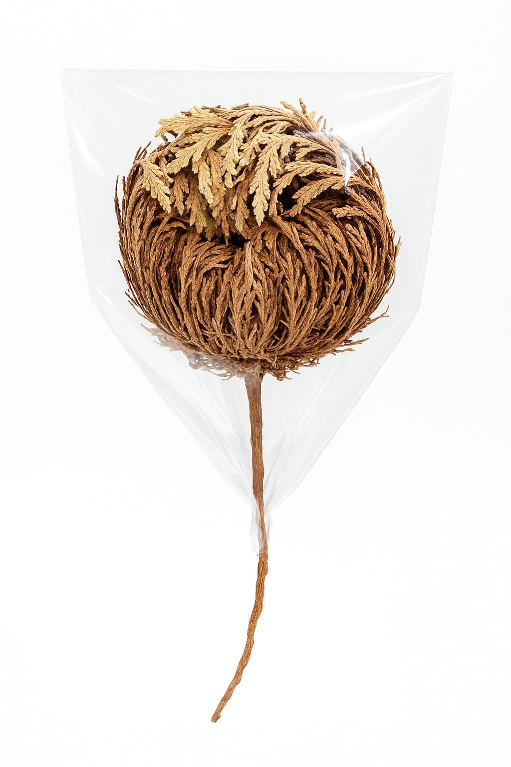 Rose of Jericho – U ORGANICS KENYA